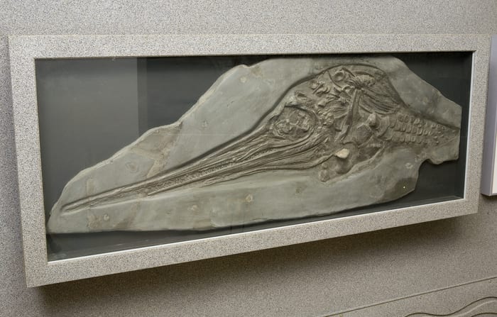 What's the consensus on Plesiosaur and Ichthyosaur lips? : r/Paleontology
